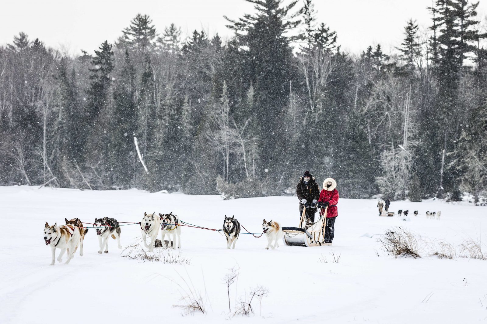 Experience the Thrill of Guided Dog Sledding Trips | Mahoosuc